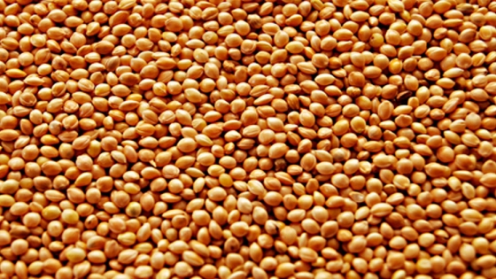 El Mijo y sus propiedades saludables | Agroempresario.com