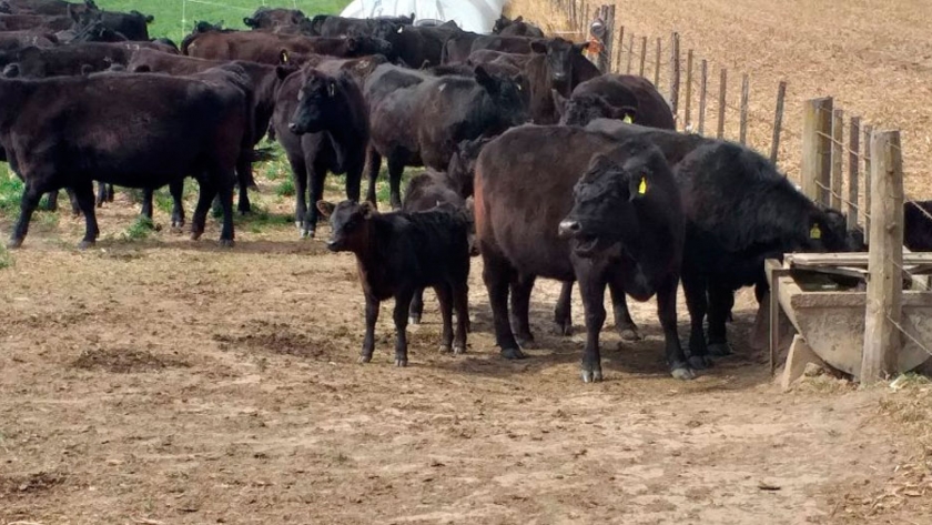 Cría Bovina Intensiva | Agroempresario.com