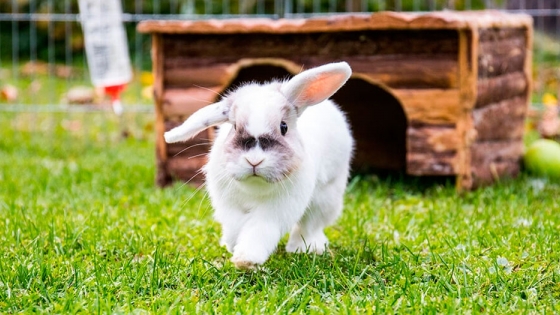 ¿Como armar un conejar? | Agroempresario.com