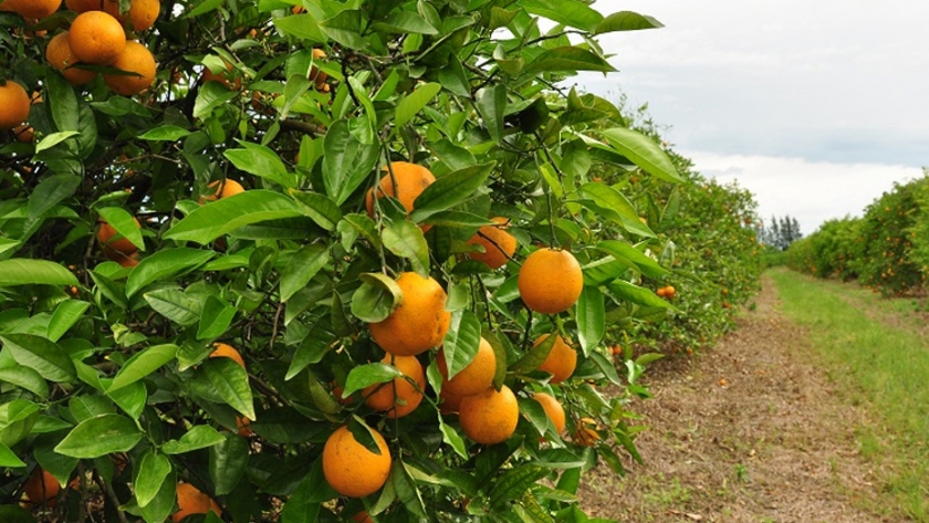 Control sustentable del insecto que transmite el HLB | Agroempresario.com