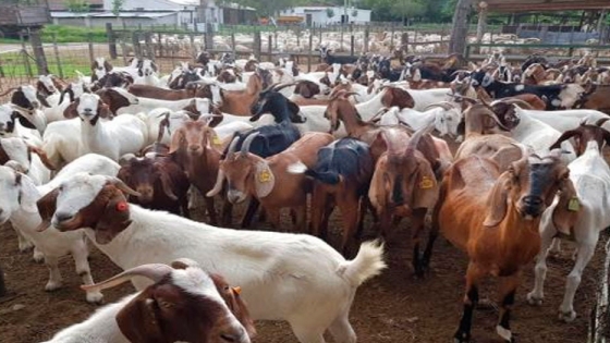 Características de la producción caprina y selección de reproductores ...