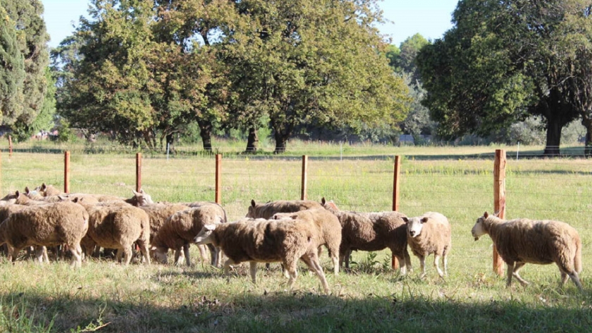 Se presentó un proyecto de ley para el desarrollo de la actividad ovina ...