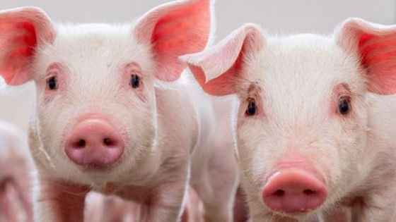 Parámetros de calidad de carcasa y de carne de cerdos machos y hembras ...