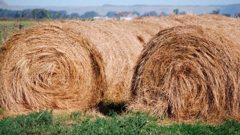 Cómo lograr un buen rollo | Agroempresario.com