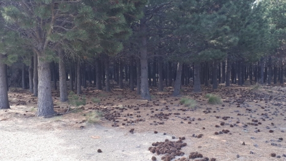 Conservación de la biodiversidad en bosques cultivados para una gestión ...