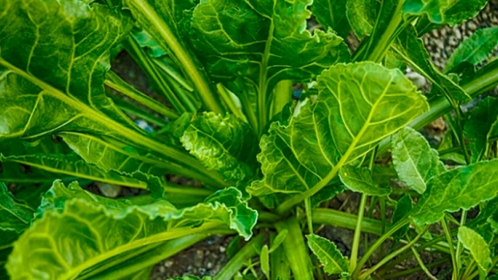 El post cosecha de la espinaca | Agroempresario.com