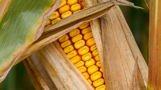 Congreso Maizar 2018: Competitividad con Desarrollo | Agroempresario.com