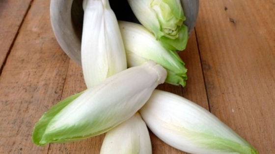 El cultivo de la Endibia y sus propiedades | Agroempresario.com