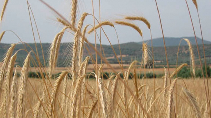 Las semillas de centeno incrustadas mejoran el rendimiento ...
