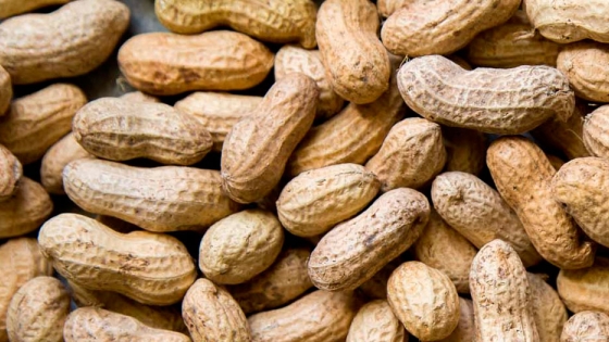 El consumo de maní sigue aumentando en el mundo | Agroempresario.com