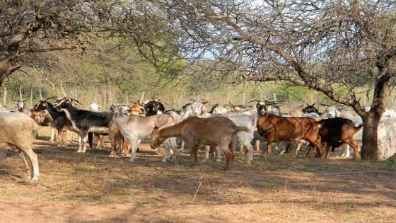 Evalúan estrategias de pastoreo con cabras y ovejas | Agroempresario.com
