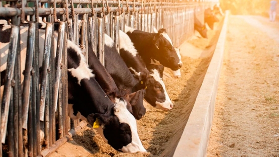 Comederos, espacios para nutrir ganado en medio del confort ...