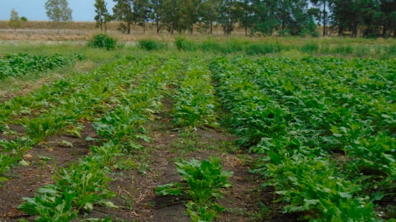 Remolacha forrajera: un nuevo cultivo energético para los sistemas de ...