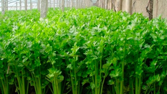 El cultivo del apio | Agroempresario.com