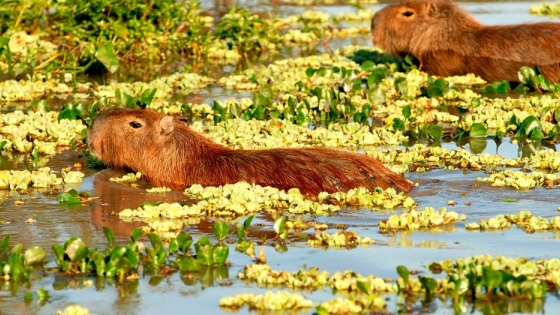Parque Nacional Iberá: flora y fauna en estado puro | Agroempresario.com