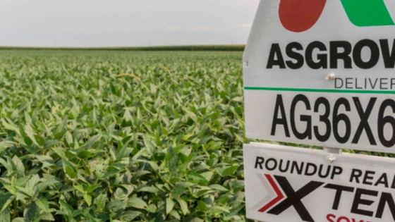 Europa aprobó la soja Intacta Xtend de la ex Monsanto, que al final ...