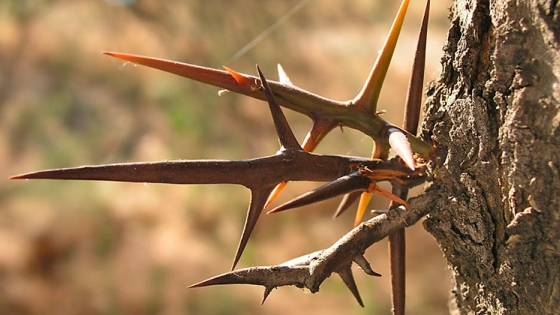 ¿Cómo se defienden las plantas? Mecanismos de defensa | Agroempresario.com