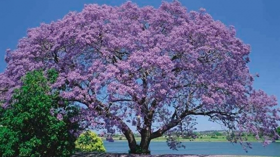 La revolución del Kiri el árbol que puede salvar al mundo ...