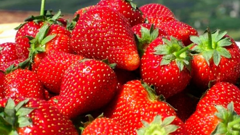 Frutillas: ¿podrían prolongar su vida útil y generar beneficios ...