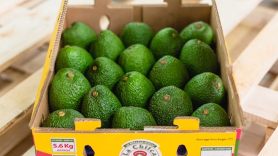 Palta Hass: Perú se convirtió en el principal proveedor de Europa ...