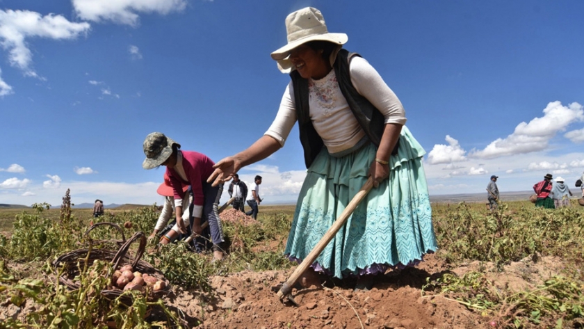En Bolivia, la agricultura familiar representa el 92% de las unidades ...