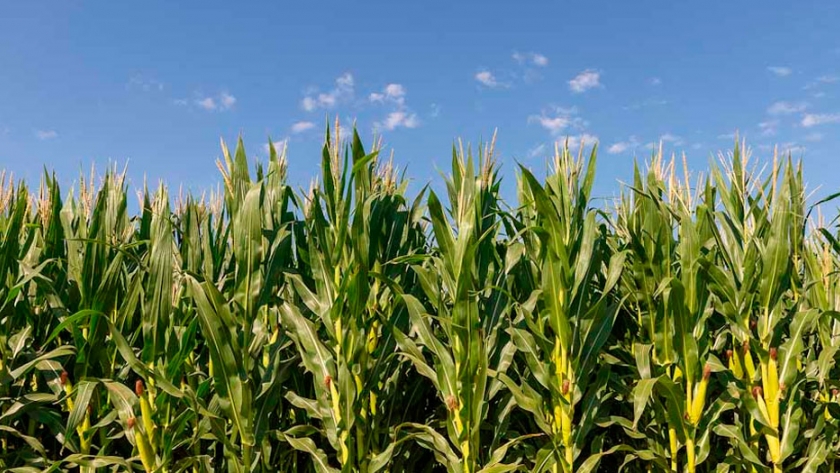 Bayer y Nitragin, dos gigantes unidas detrás de la última tecnología en ...