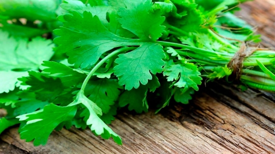 El coriandro | Agroempresario.com