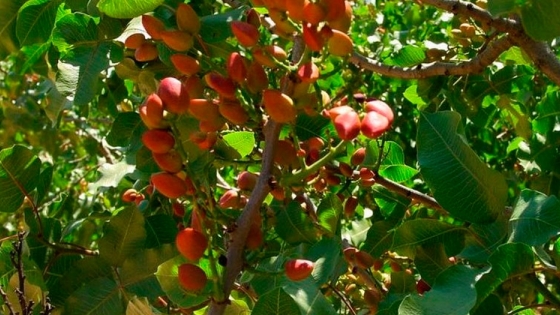 Hacia una semilla de pistacho argentino | Agroempresario.com