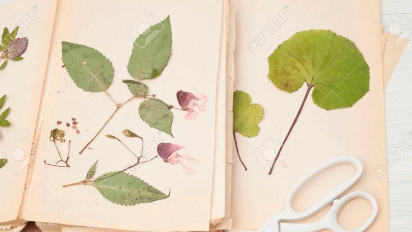 Una colección que resguarda la biodiversidad vegetal de la Argentina ...