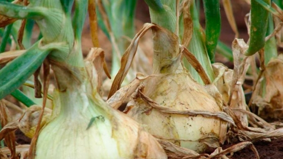 Recomendaciones para controlar 4 de las enfermedades más devastadoras ...