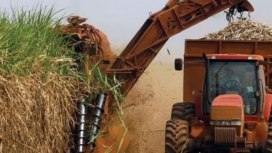 Estiman una zafra azucarera con "relativa normalidad" | Agroempresario.com