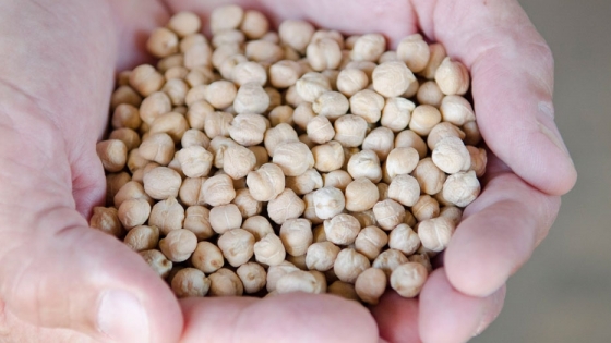 Garbanzos: la importancia de elegir semilla certificada ...