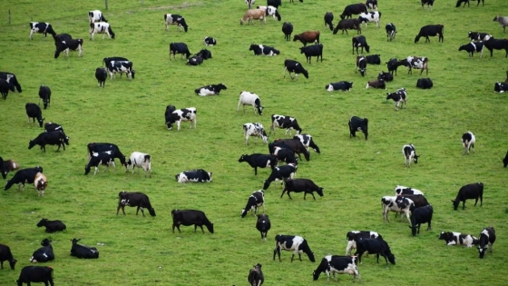 Buscan crear una base de datos mundial sobre la producción animal ...