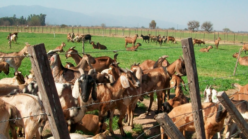 El ciclo productivo caprino: lo que hay que saber para su producción ...