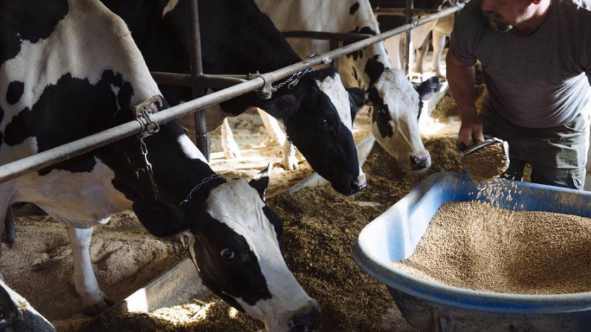 Recomendaciones para implementar un sistema de estabulación en las ...