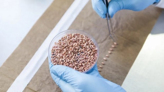 Un hito que revolucionó el tratamiento de semillas | Agroempresario.com