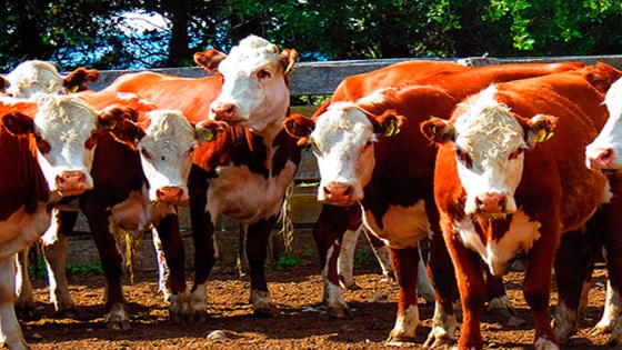 Tips para producir el mejor novillo | Agroempresario.com
