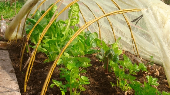 Microtúneles de mimbre: una alternativa económica y de fácil ...