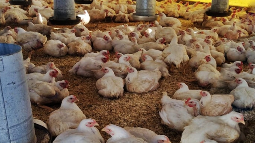 Programa de Fortalecimiento Productivo Argentino - Sector Aviar | Agroempresario.com