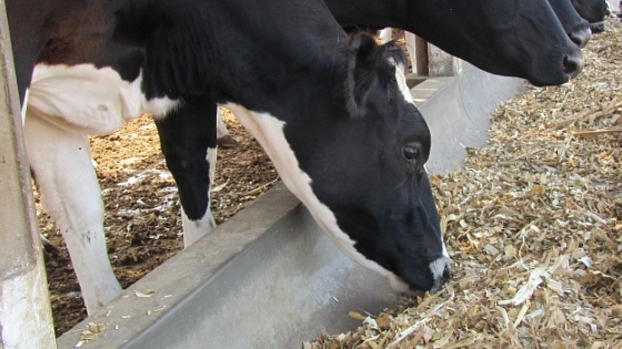 Silo de maíz, un alimento efectivo como suplemento para el ganado ...