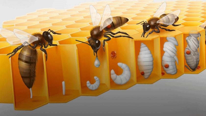 Control de varroosis | Agroempresario.com