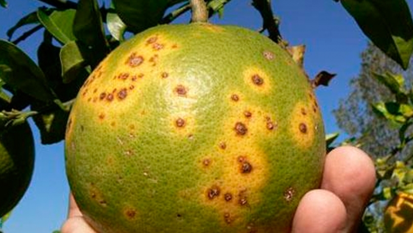 Detectan HLB en insecto vector de Misiones | Agroempresario.com
