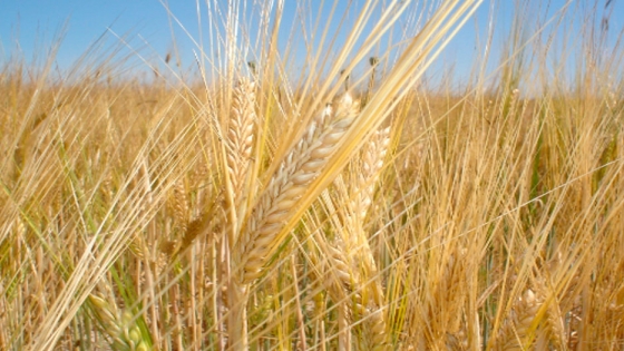 Culmina La Siembra De Cebada Cubriendo Las 900 Mil Hectáreas ...