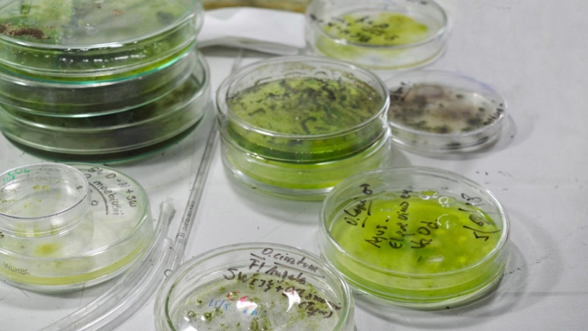 Provincia avanza en el desarrollo de un fotobiorreactor para el cultivo ...