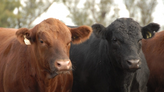 La mejor genética Angus se transmitirá en VIVO a través de Expoagro ...