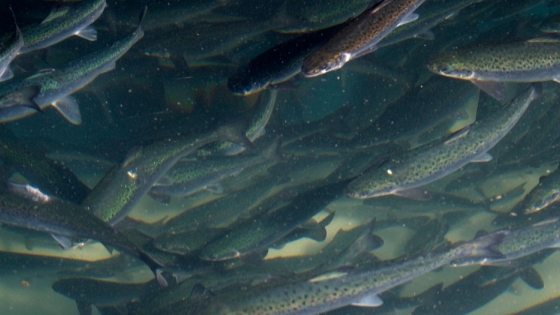 Estudio analizó respuesta del bacterioplancton al nitrógeno y la ...