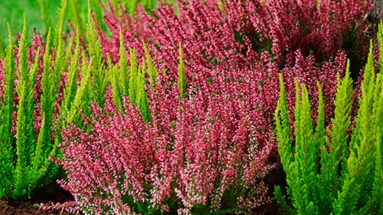 ¿Sabes cómo cultivar el brezo? Descubre los cuidados que necesita ...