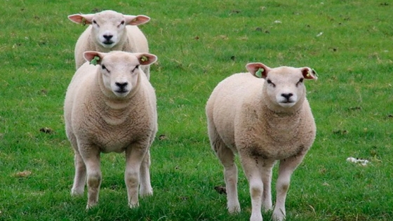Producción de cordero pesado | Agroempresario.com