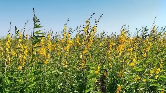 Crotalaria, el cultivo que busca mantener a los suelos vivos ...