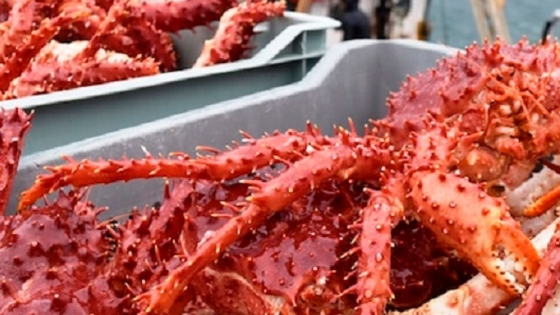 La centolla patagónica | Agroempresario.com